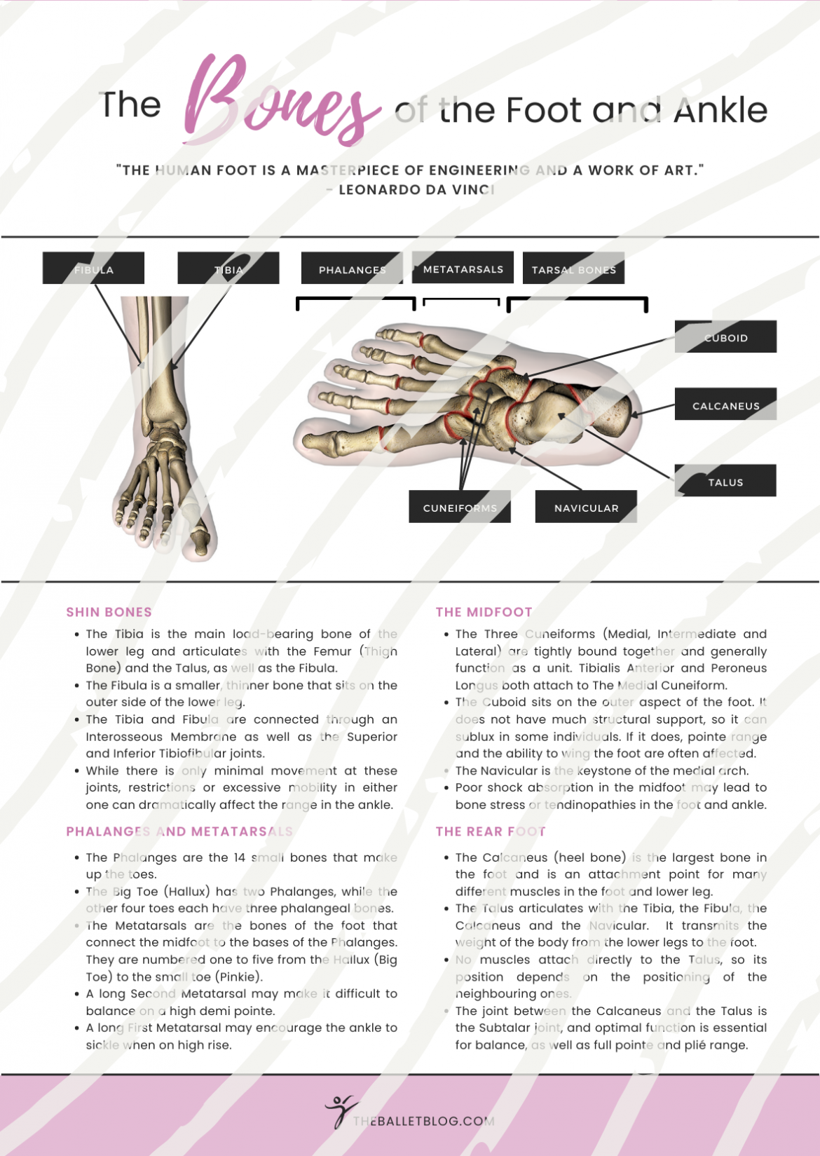 The Intrinsic Foot Muscles (The Foot Series) – The Ballet Blog