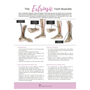 The Extrinsic Foot Muscles (The Foot Series) – The Ballet Blog