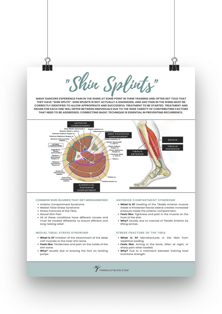 Anatomy Posters – Canva – The Ballet Blog